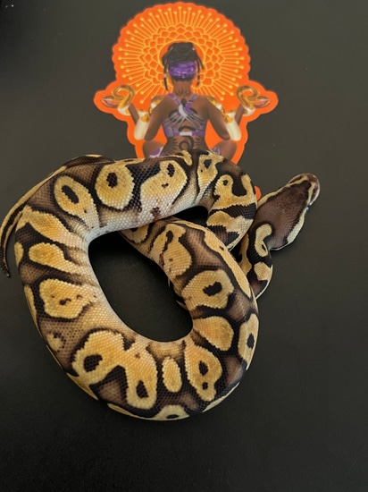 Pastel Orange Dream Het Hypo Ball Python by Ancestral Royal Pythons