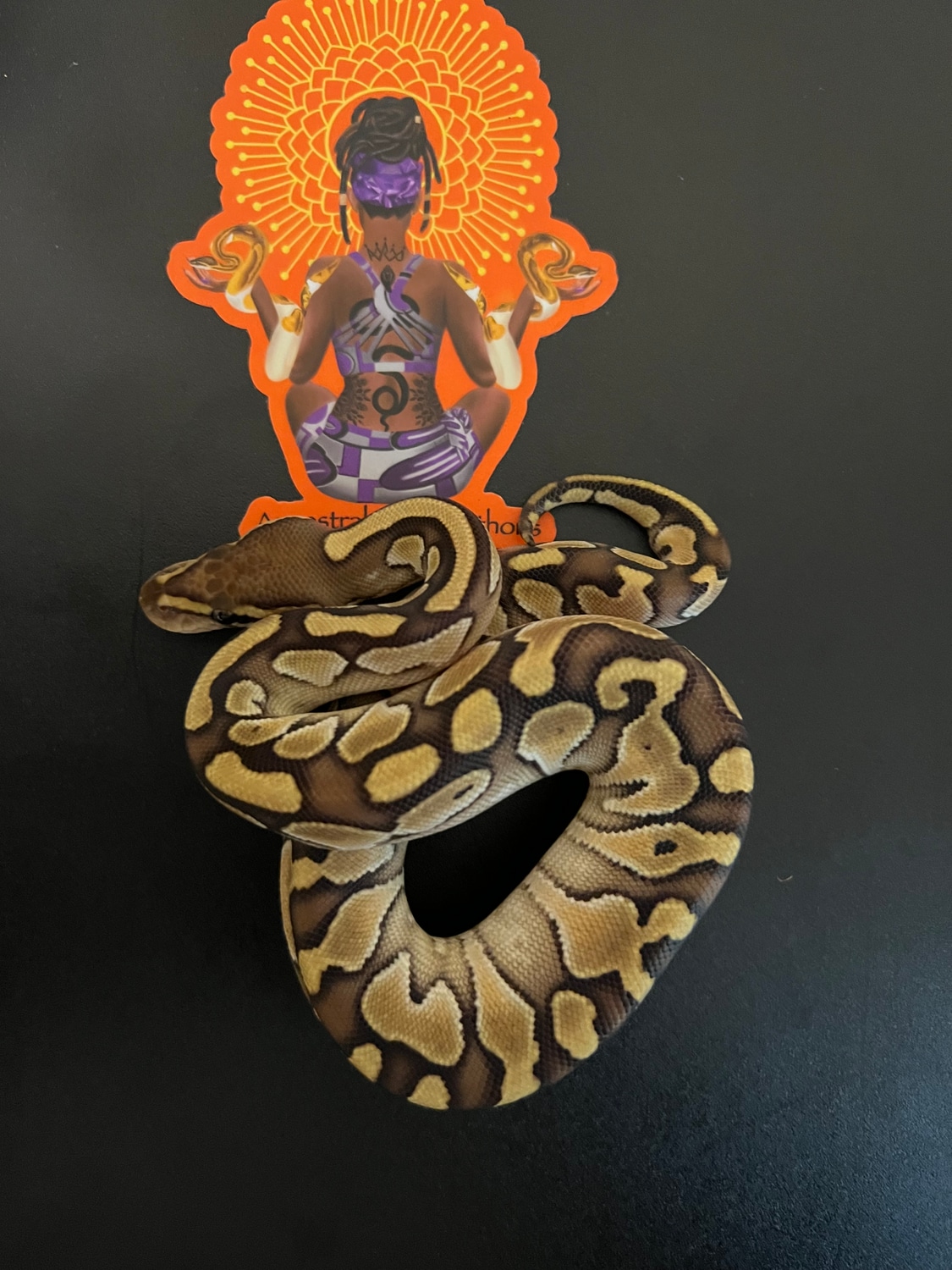 Lesser Ball Python by Ancestral Royal Pythons - MorphMarket