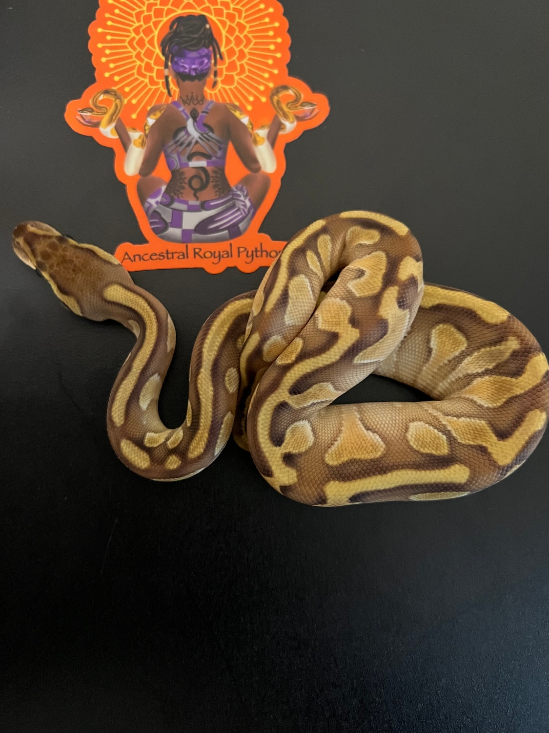 Lesser Orange Dream Ball Python by Ancestral Royal Pythons - MorphMarket