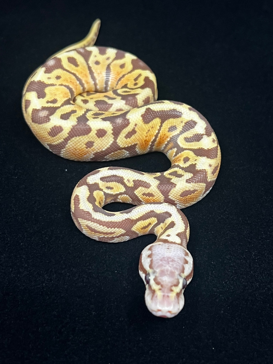 Pastel Spotnose Leopard Ultramel Ball Python by Ancestral Royal Pythons ...