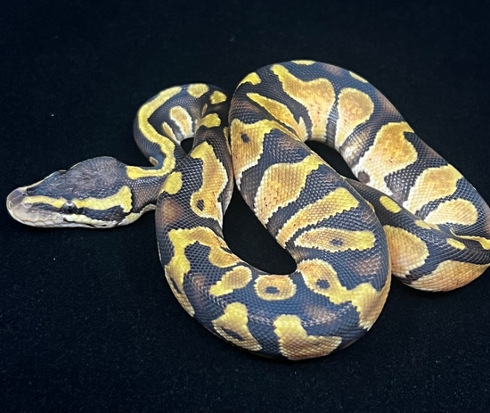 Chocolate Enchi Orange Dream Het Desert Ghost Het Hypo Ball Python by ...