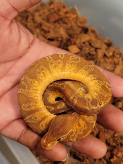 Fire Orange Dream Sunset Ball Python by Ancestral Royal Pythons