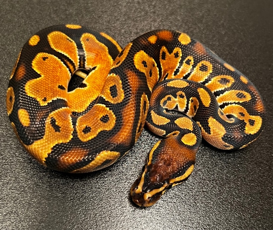 Orange Dream Het Sunset Ball Python by Ancestral Royal Pythons