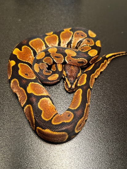 Chocolate Yellow Belly Het Clown Ball Python by Ancestral Royal Pythons