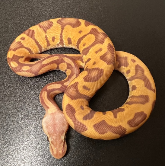 Pastel Enchi Leopard Ultramel Ball Python by Ancestral Royal Pythons
