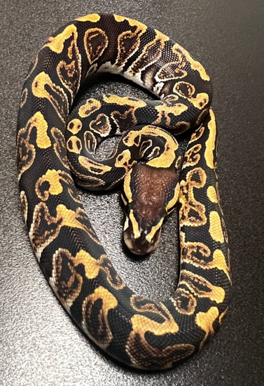 Chocolate GHI Het Clown Ball Python by Ancestral Royal Pythons