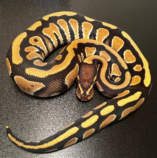 Phantom Orange Dream Het Ultramel Het Clown Ball Python by Ancestral ...