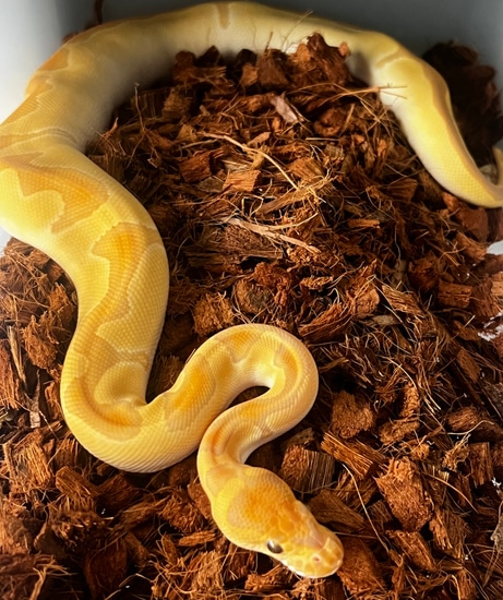 Enchi Orange Dream Ultramel Clown Ball Python by Ancestral Royal Pythons