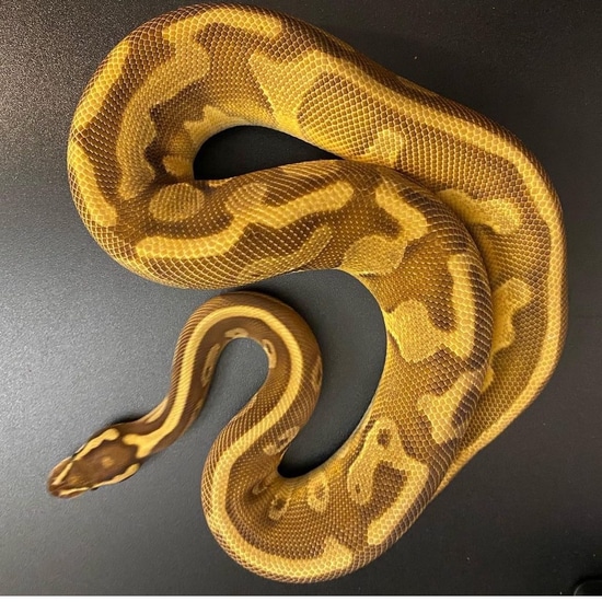 Od Enchi Leopard Lesser Ball Python by Ancestral Royal Pythons
