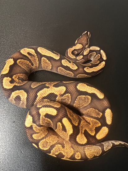 Chocolate Fire Ghi Yellow Belly Het Clown Ball Python by Ancestral ...