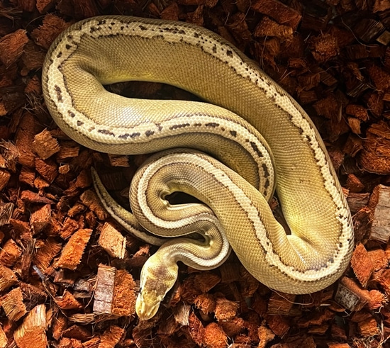 Black Pewter Cypress Redstripe Ball Python by Ancestral Royal Pythons