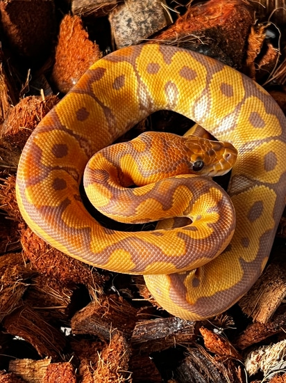 Ultramel Clown Ball Python by Ancestral Royal Pythons