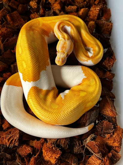 Orange Dream Yellow Belly Dream Sickle Ball Python by Ancestral Royal ...