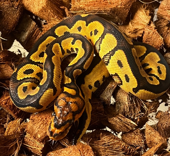 Orange Dream Yellow Belly Clown Ball Python by Ancestral Royal Pythons