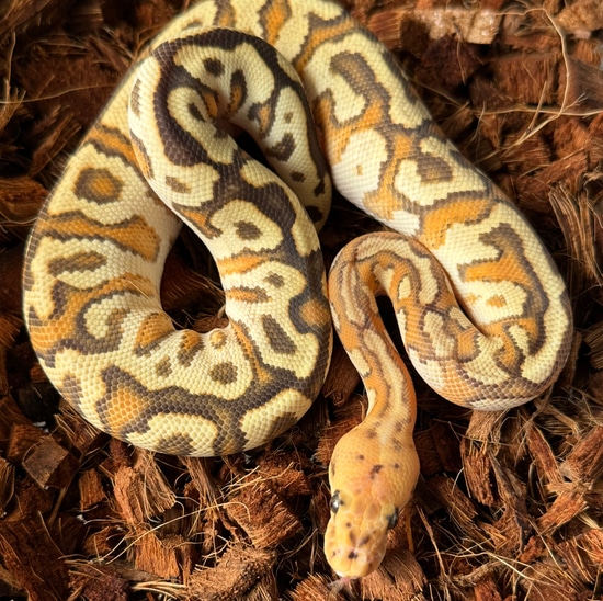 Fire Spotnose Cypress Clown Ball Python by Ancestral Royal Pythons