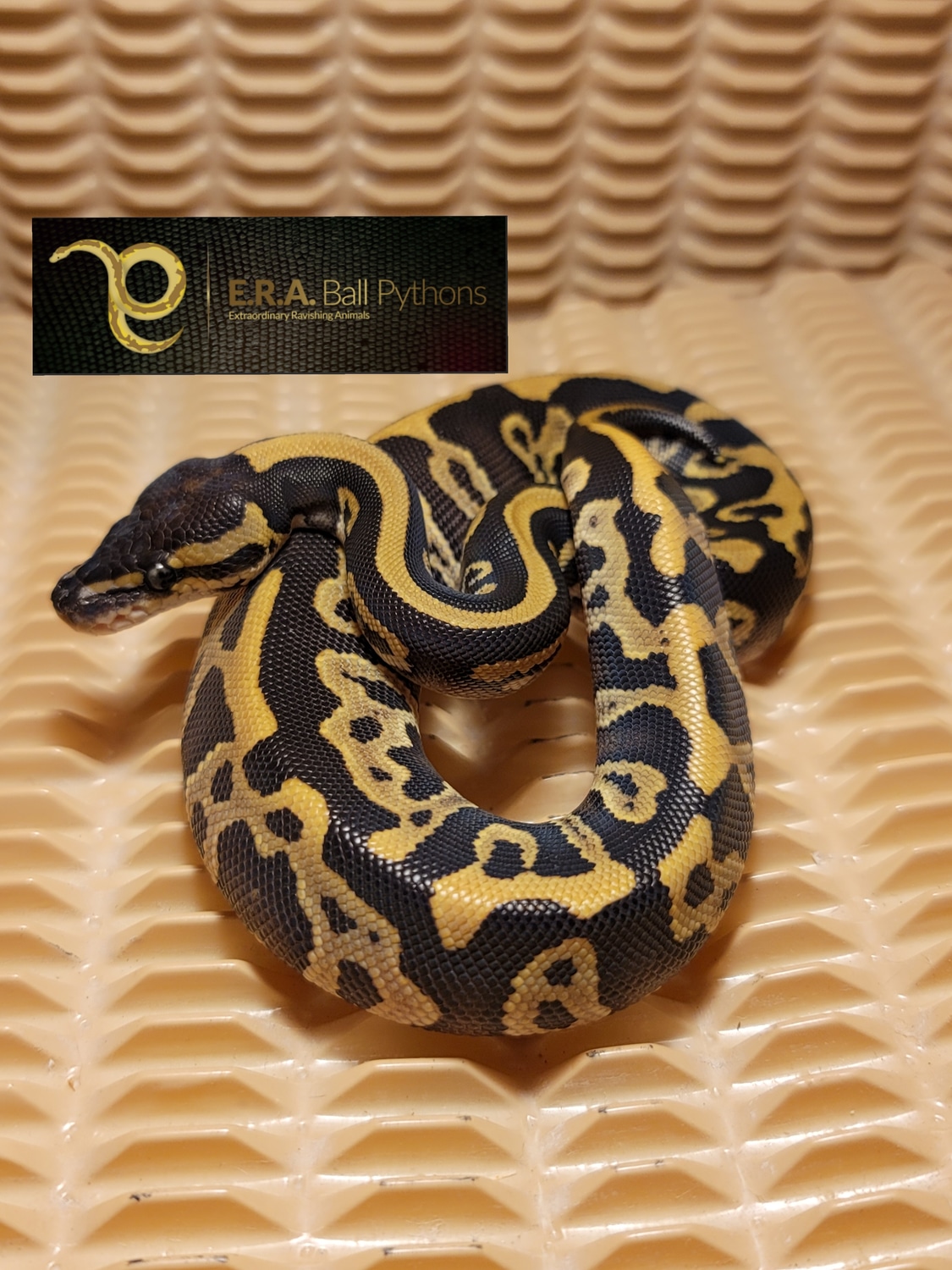 Leopard Mojave 100% Het Clown Ball Python by ERA Ball Pythons - MorphMarket