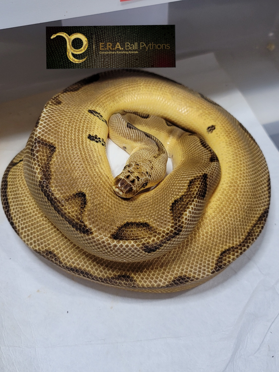 Pastel Enchi Blade Clown Ball Python by ERA Ball Pythons - MorphMarket