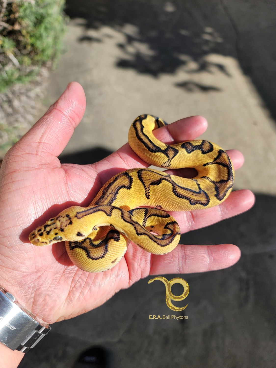 Pastel Enchi Clown Ball Python by ERA Ball Pythons - MorphMarket