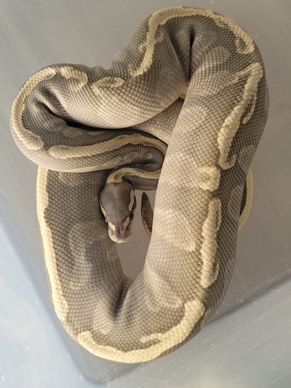 GHI Mojave Hypo Pos Vanilla Pos YB Ball Python by ERA Ball Pythons
