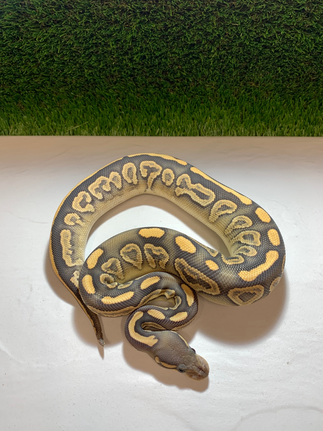 Black Pastel Mojave Orange Ghost Het Ghost Ball Python by AJB Reptiles ...