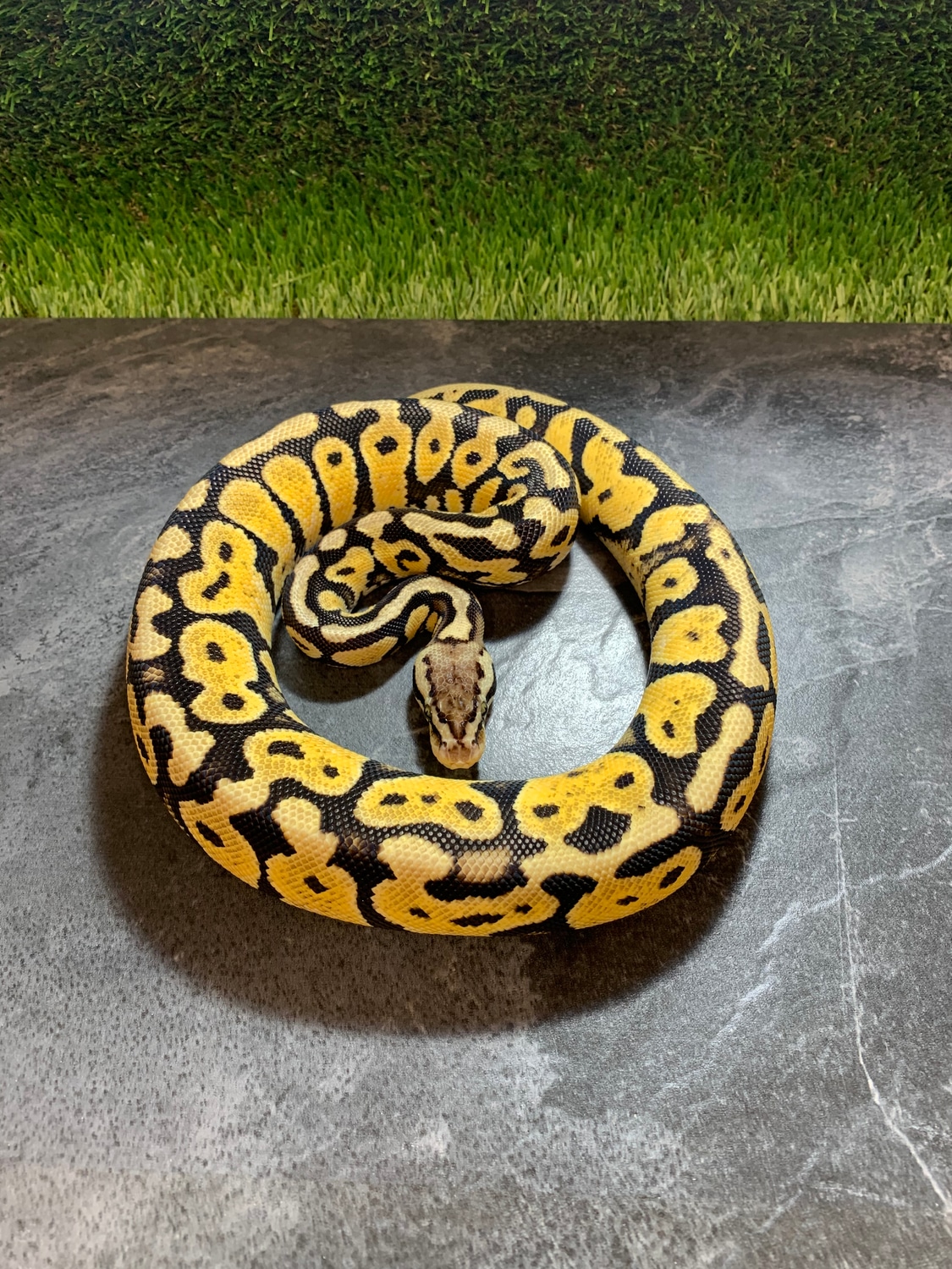 Pastel Special Spotnose Ball Python by AJB Reptiles - MorphMarket
