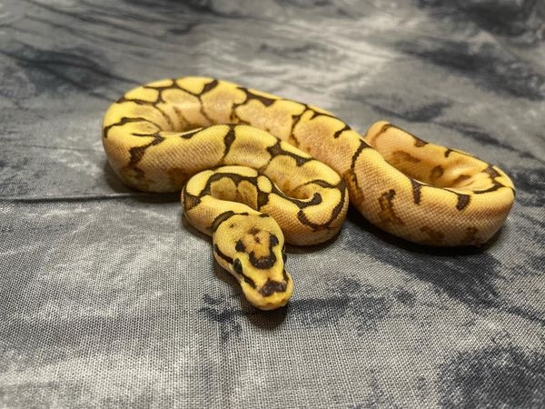 Spider, Yellow Belly, Enchi, Poss Fire Ball Python by Arrowhead Exotics ...