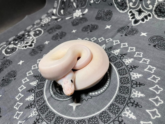 Super Fire Ball Python by Arrowhead Exotics