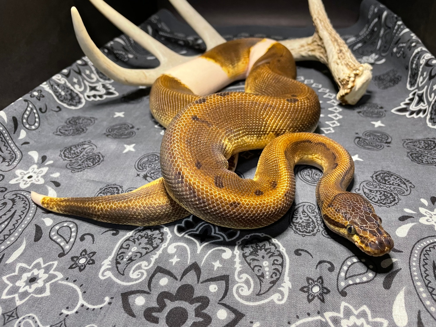 Enchi Pin Pied Ball Python by Arrowhead Exotics - MorphMarket
