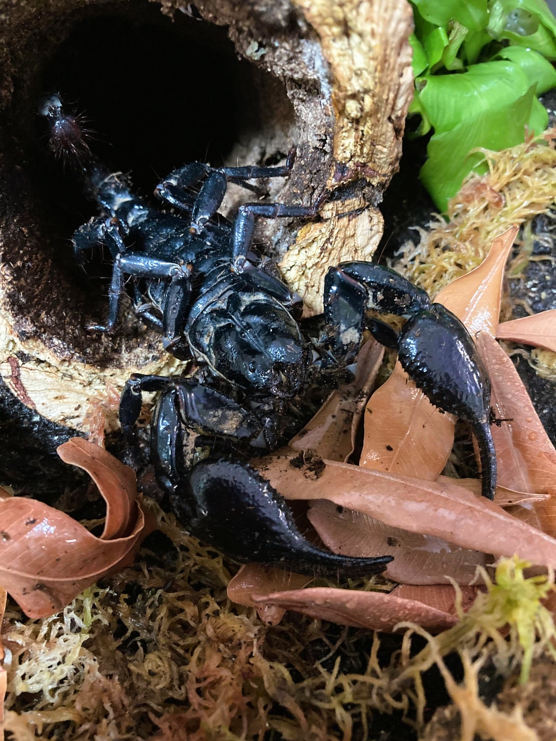 Asian Forest Scorpion by Aquatic and Reptile Superstore - MorphMarket