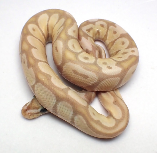 VPI Axanthic Banana Ball Python by Southern Gothic Serpents
