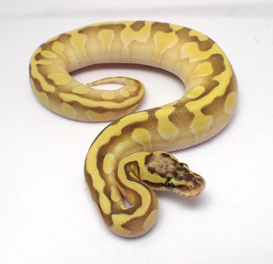 Enchi Lesser Pastel 100% Double-Het Desert Ghost Clown Ball Python by ...