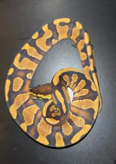 Enchi Asphalt/YB 100% Het Clown Ball Python by Arterberry Exotics