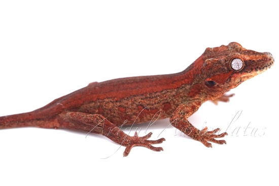 Female Dark Red Stripe--phantom Eye Genetics Gargoyle Gecko by Artful ...