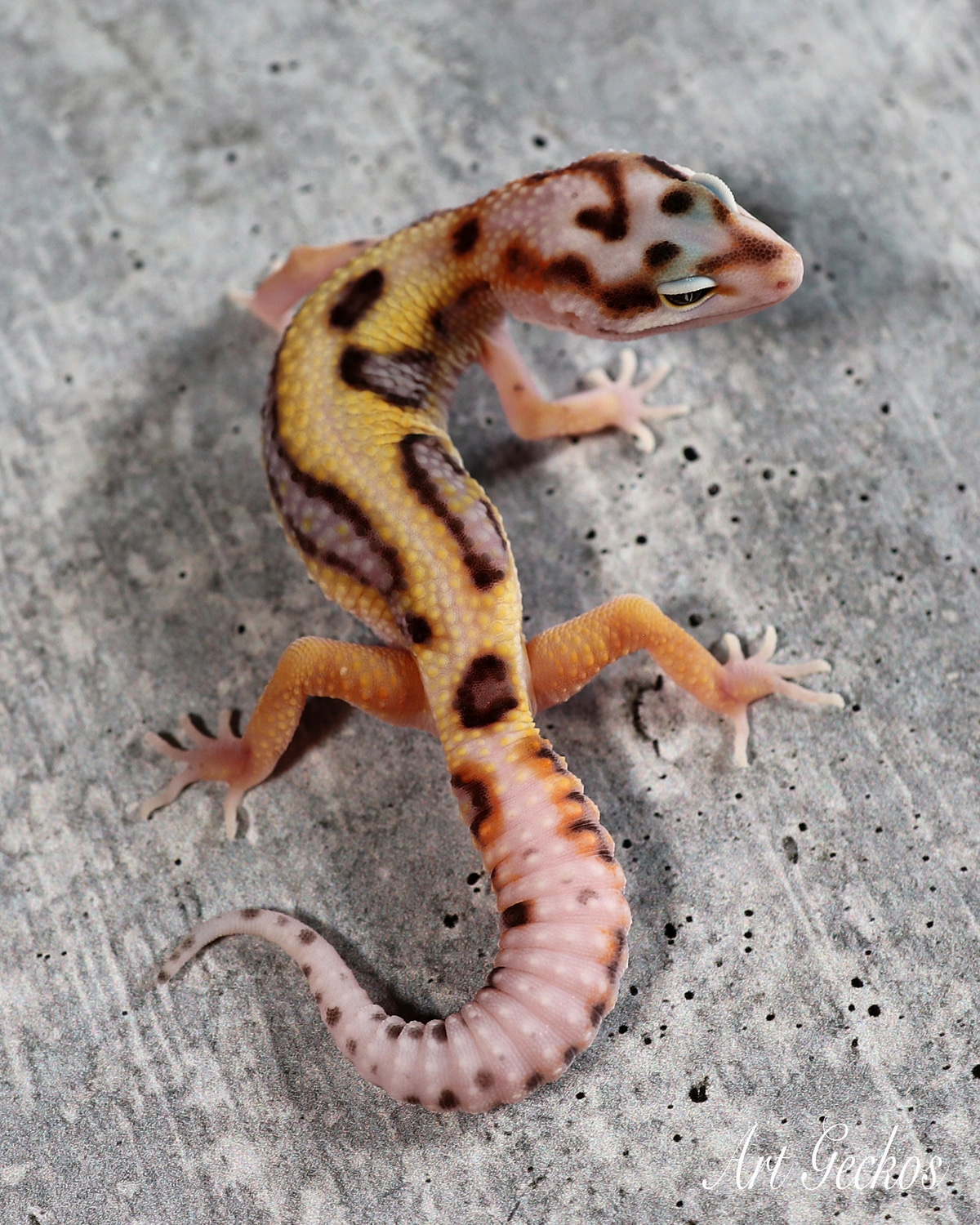 ツ🐝WY Jungle Lavender Bandit 50% Het Raptor Leopard Gecko by Art Geckos ...