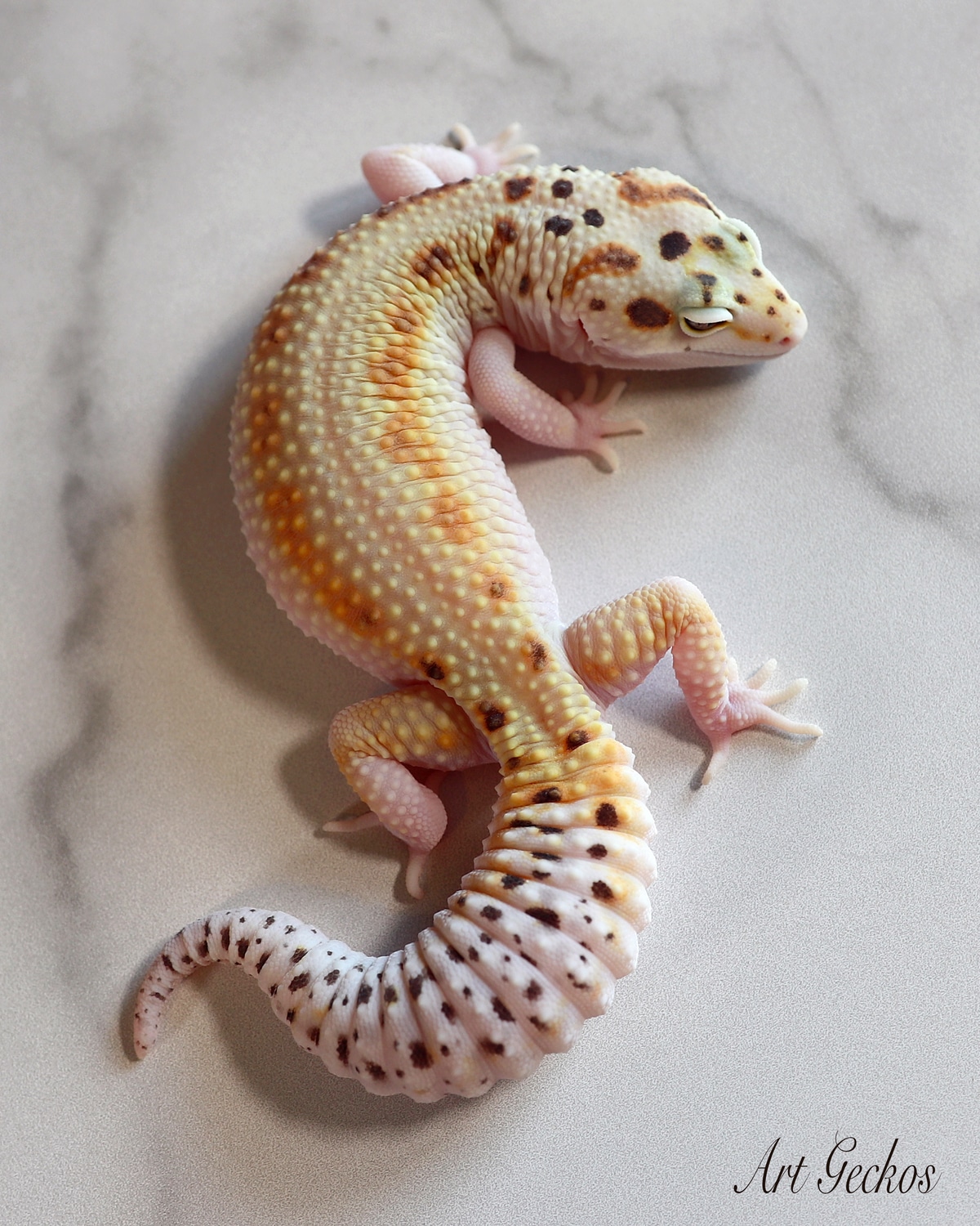 ツ🍣 WY Eclipse Red Stripe "G Project" 50% Het Tremper Leopard Gecko by ...