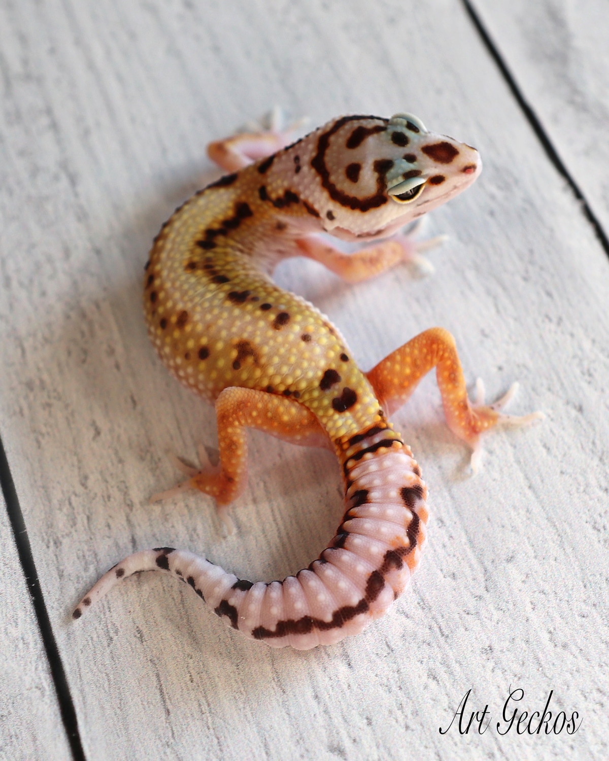 ツ🐝Bold Stripe Bandit 50% Het Raptor Leopard Gecko by Art Geckos ...