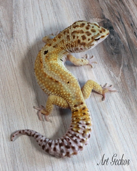 ツ🍏Giant WY "G Project" Paradox Het Tremper 66% Het Eclipse Leopard ...