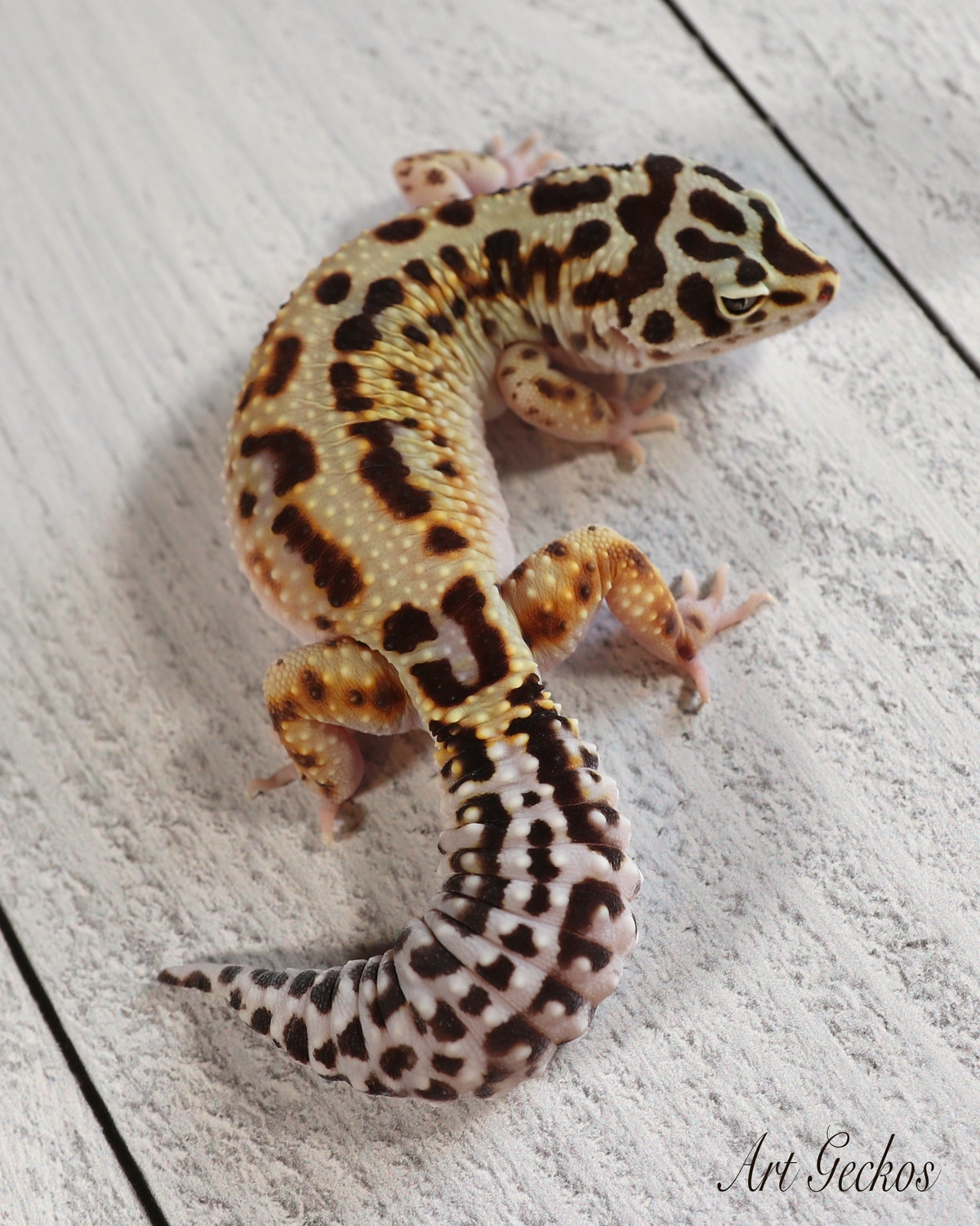 ツ🐝Lavender Stripe Bold Bandit Eclipse 66% Het Raptor Leopard Gecko by ...
