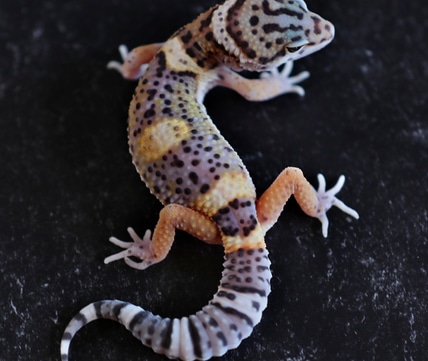 Art Geckos - MorphMarket
