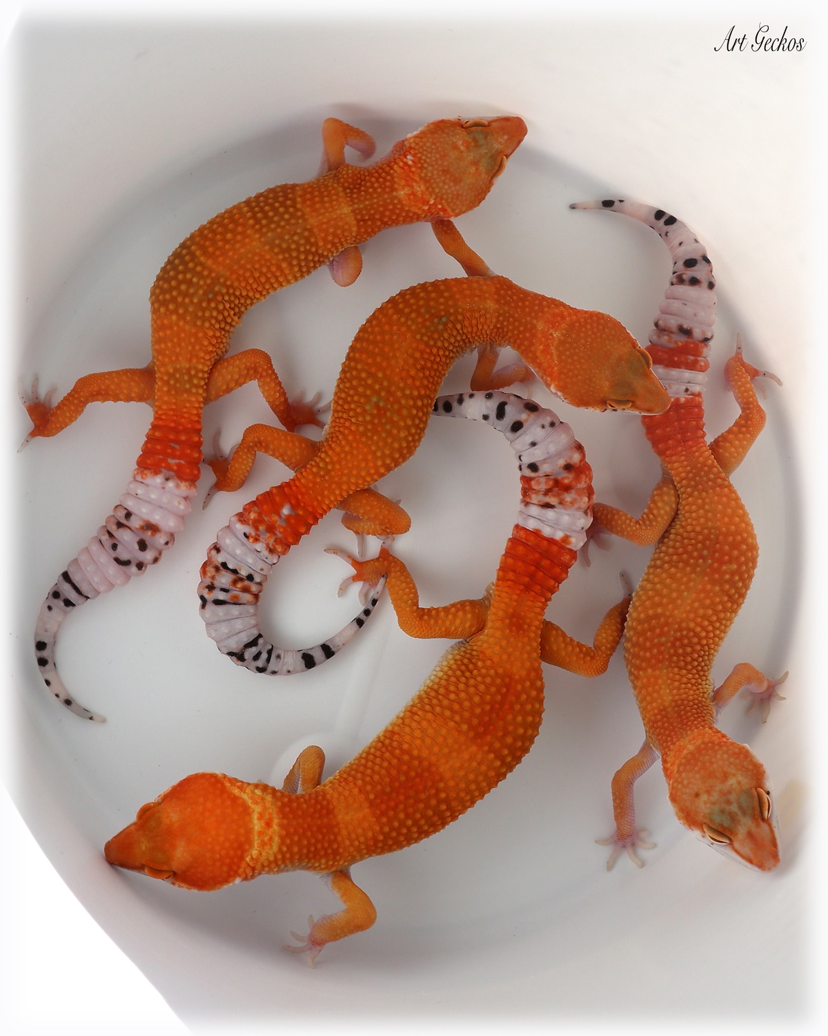 ツ🔥🍊🍒1.3 Tangerine Tornado Group [Het Free] Leopard Gecko by Art Geckos ...