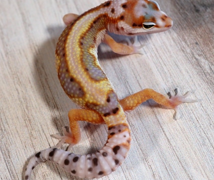Art Geckos - MorphMarket