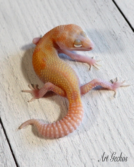 ツ🍭Cotton Candy Raptor Leopard Gecko by Art Geckos