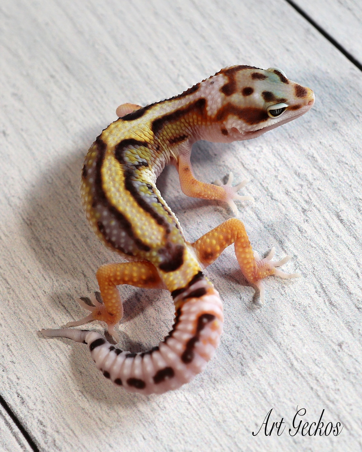 ツ🐝Lavender Stripe Bold Bandit 50% Het Raptor Leopard Gecko by Art ...