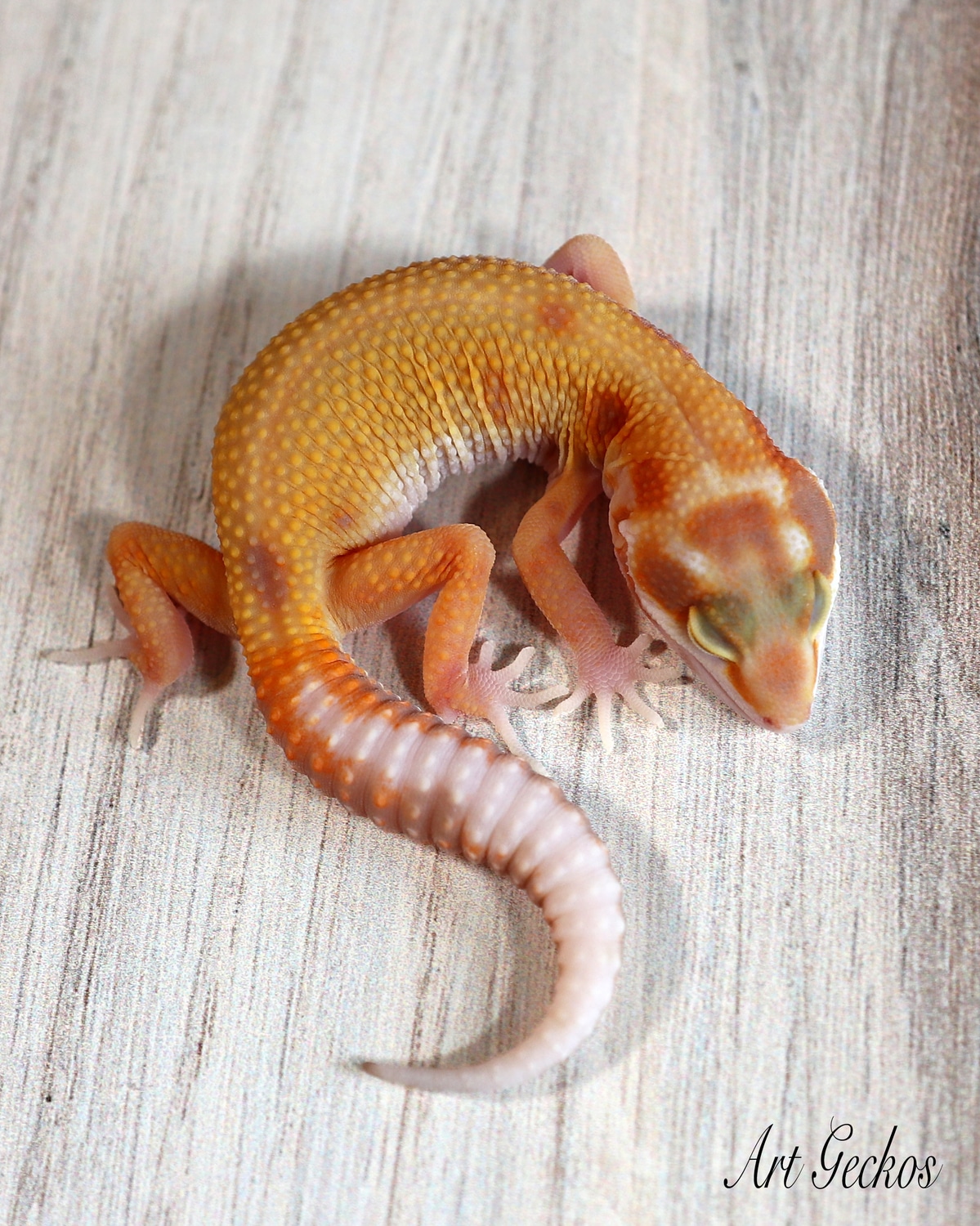 Snow WY High-Contrast Tangerine Tremper 50% Het Eclipse Leopard Gecko by Art Geckos - MorphMarket