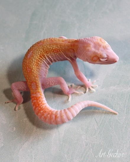 ツ 🍭🍰🍒Pied Cotton Candy Raptor Leopard Gecko by Art Geckos