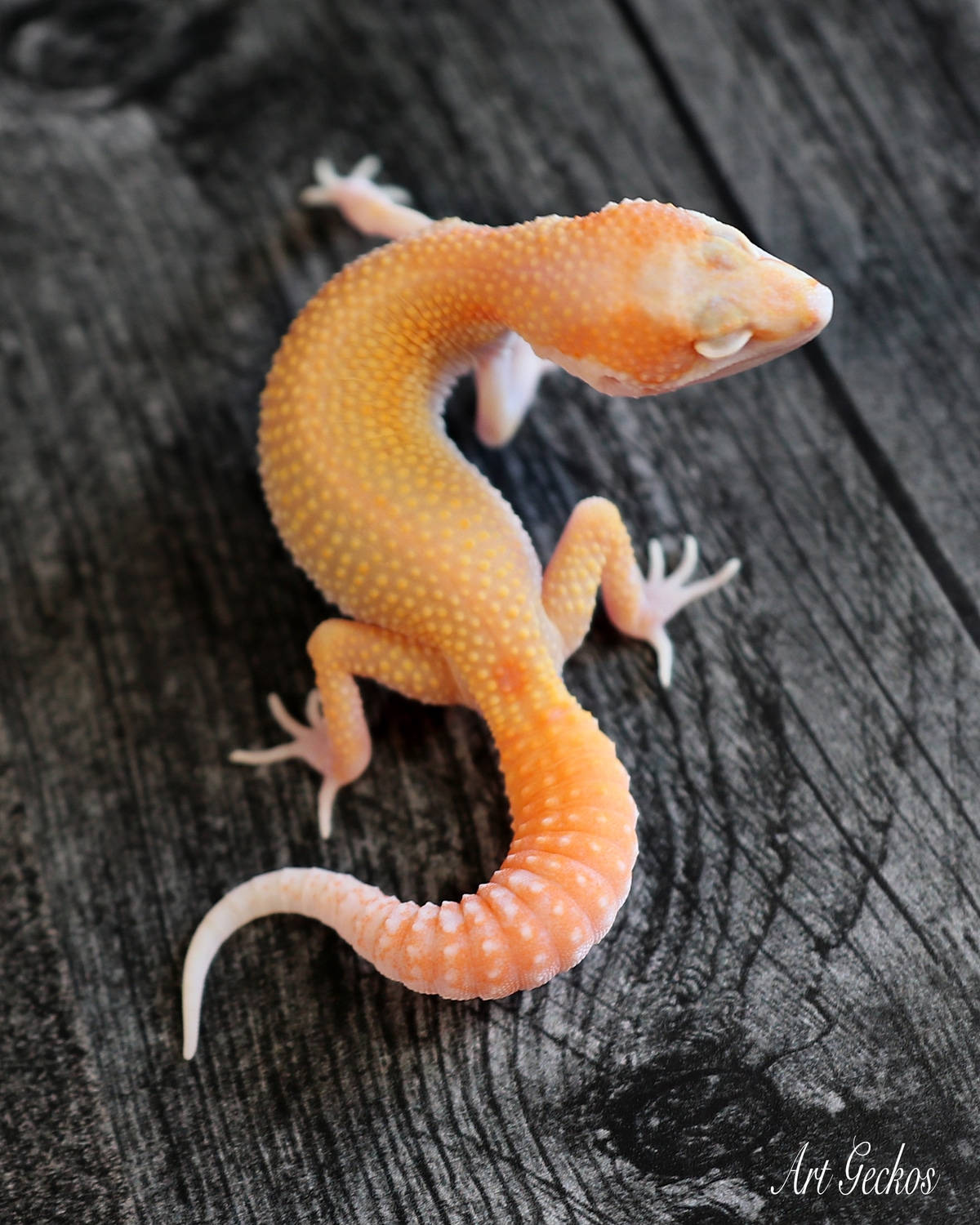 ツ🍊🍒Raptor Leopard Gecko by Art Geckos - MorphMarket