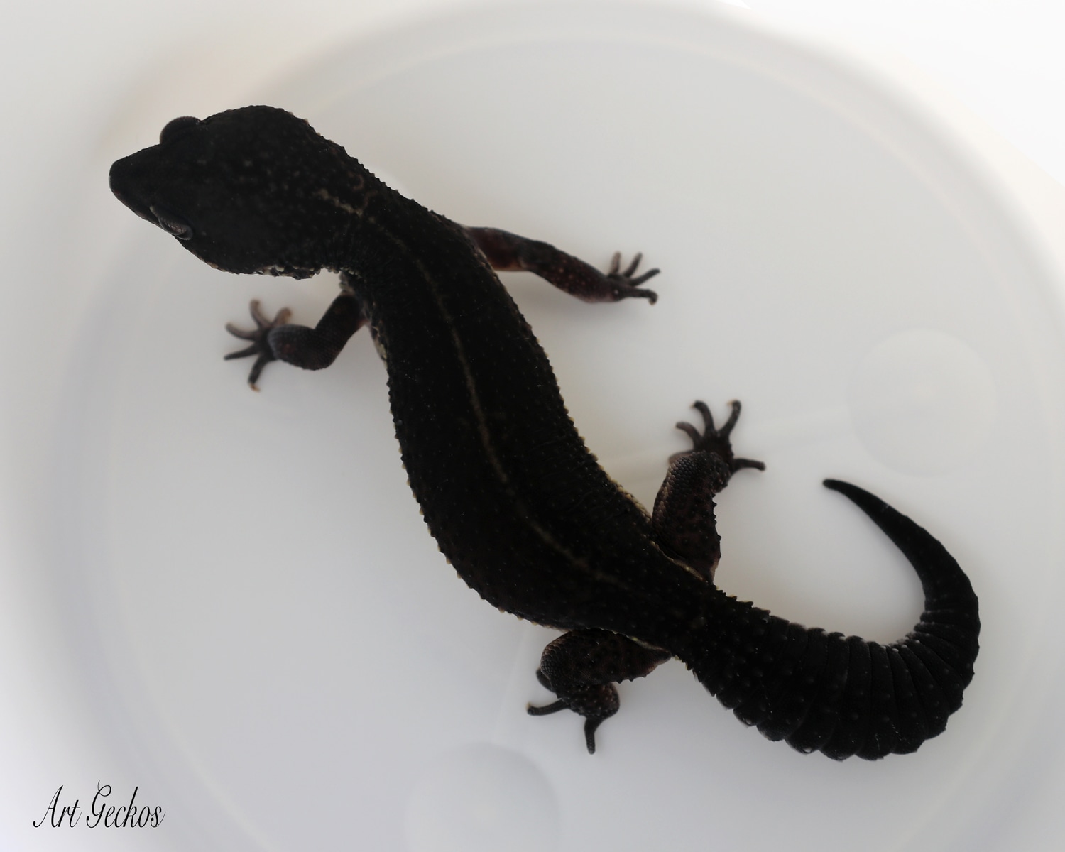 ツ🍒Black Knight [Het Free] Leopard Gecko by Art Geckos - MorphMarket