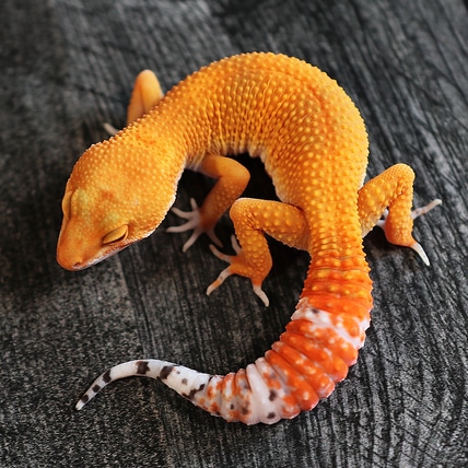 Art Geckos - MorphMarket