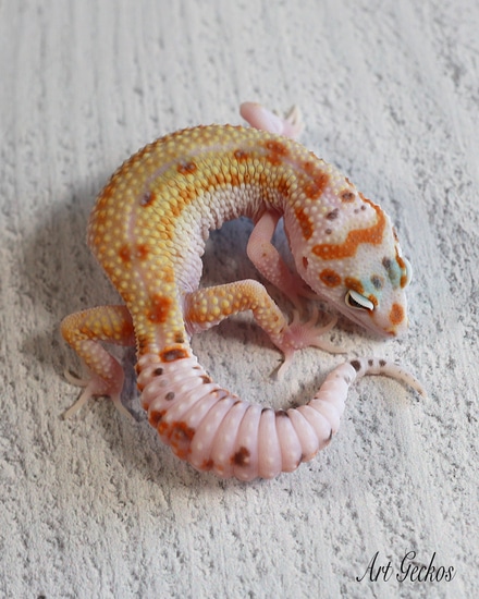 ツ🔥🍊🍒WY Red Stripe "G Project" Het Raptor Leopard Gecko by Art Geckos