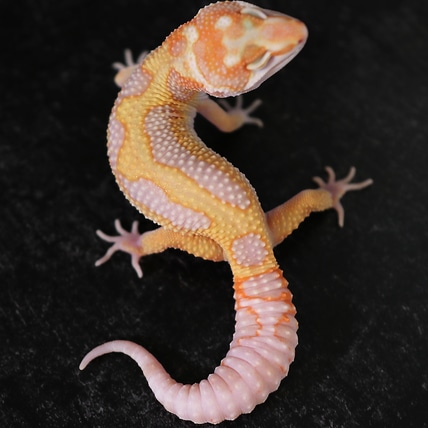 Art Geckos - MorphMarket